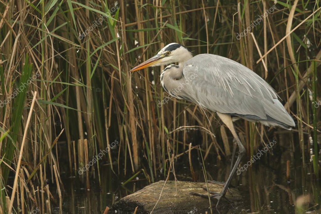 Una Garza Gris (Ardea cinerea) posada sobre un tronco en las cañas ...