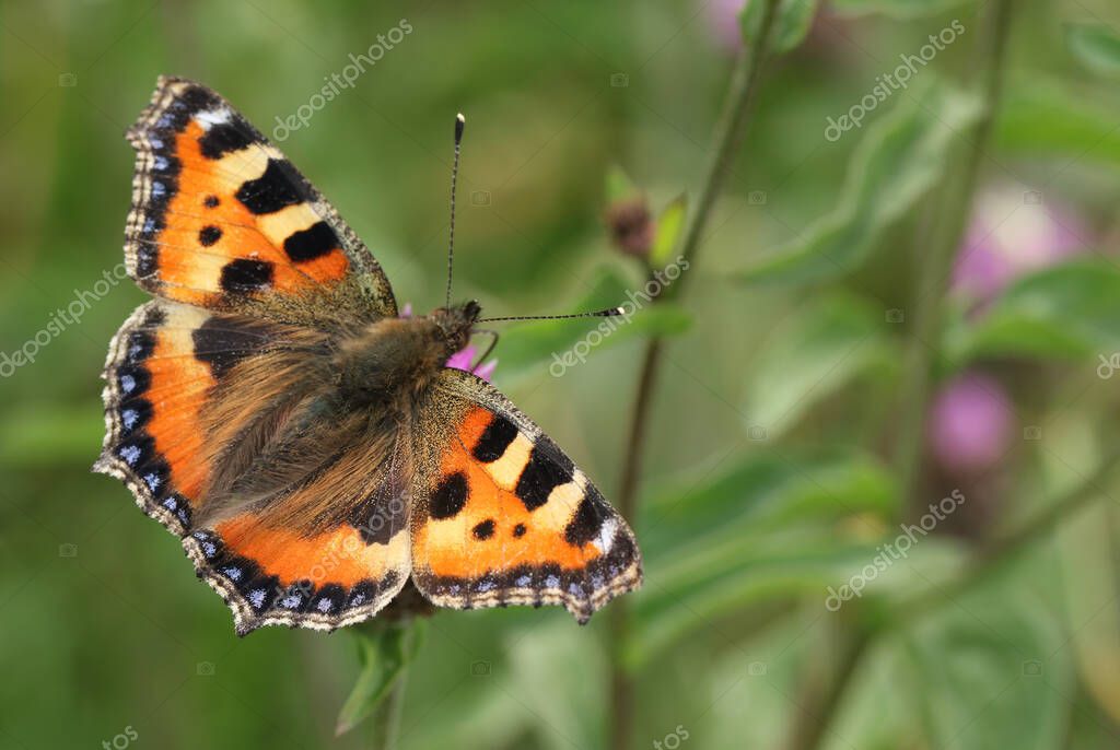 Una bonita mariposa pequeña de la tortuga (Aglais urticae) néctar en ...