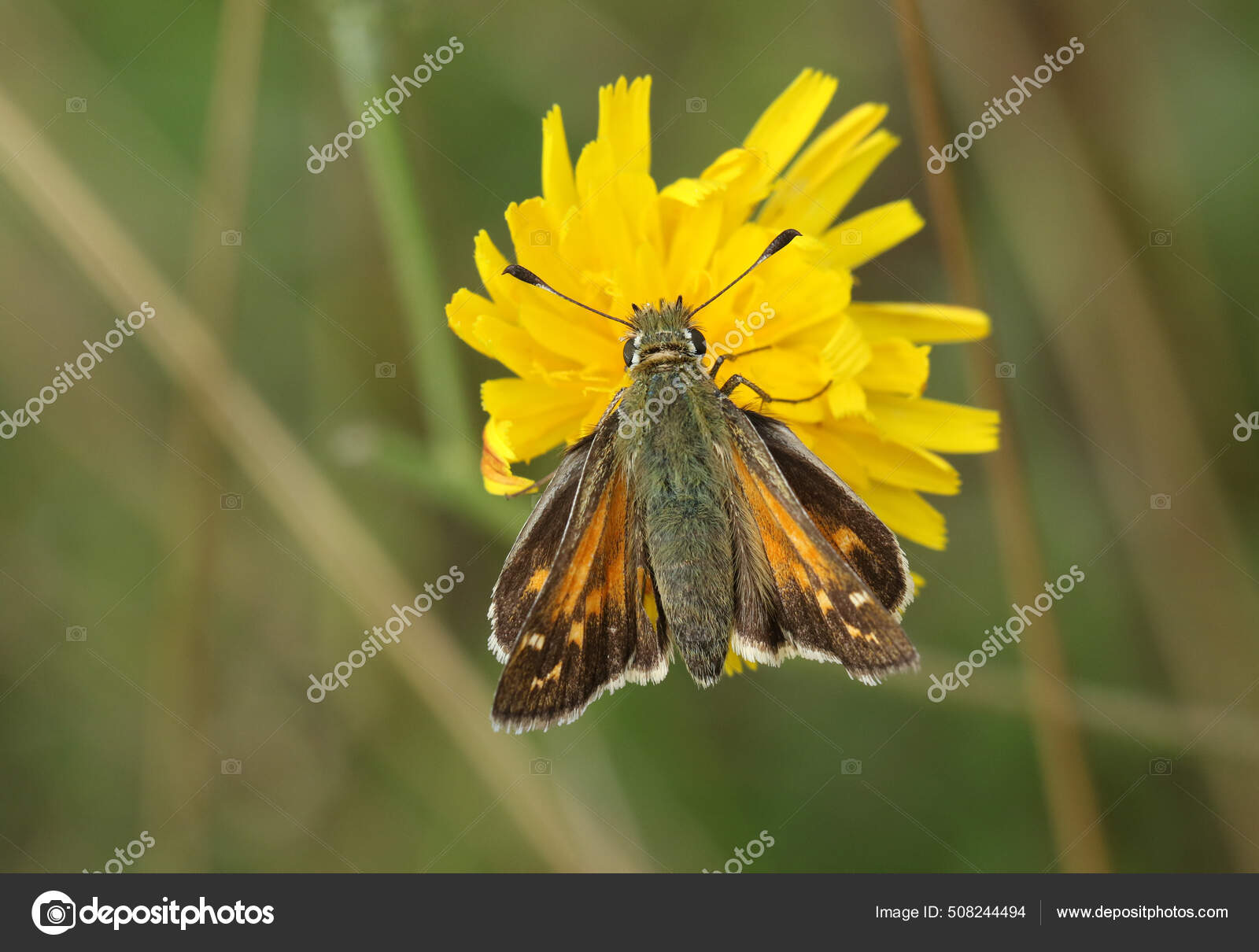 Rare Silver Spotted Skipper Butterfly Hesperia Comma Nectaring ...
