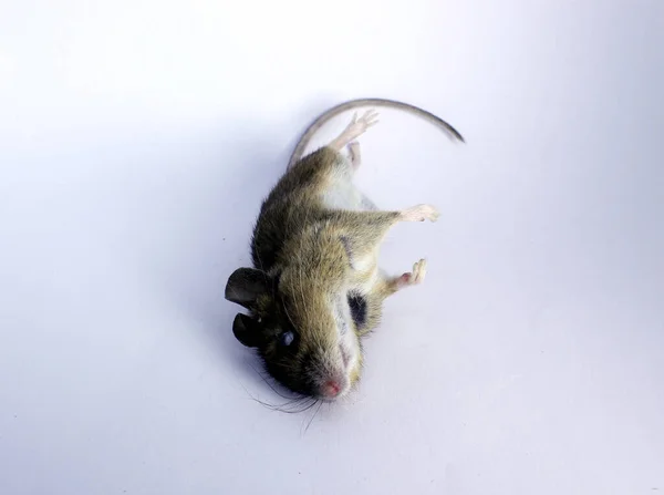 Corpse of a mouse Stock Photos, Royalty Free Corpse of a mouse Images ...
