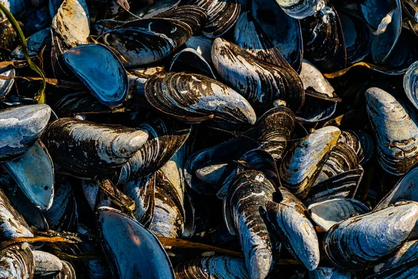 Mussels In Ocean