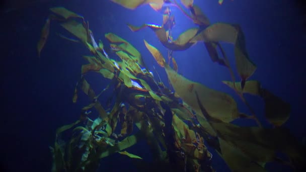 Beautiful Seaweed underwater. — Stock Video © rickray #79132362
