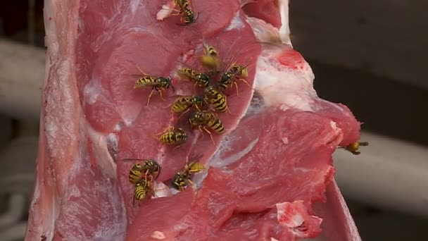 564 Pakistan village Videos, Royalty-free Stock Pakistan village ...