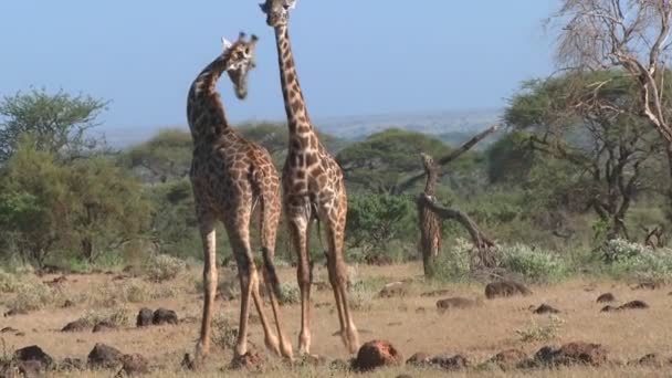 Vidéos pour Accouplement girafe, Accouplement girafe clips vidéo HD ...