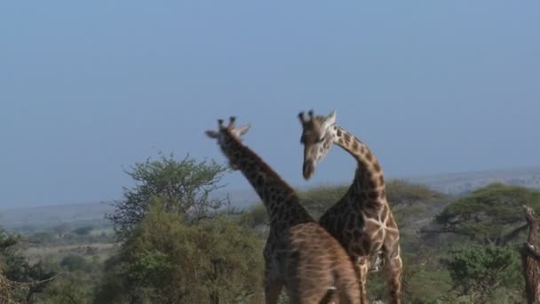 Vidéos pour Accouplement girafe, Accouplement girafe clips vidéo HD ...