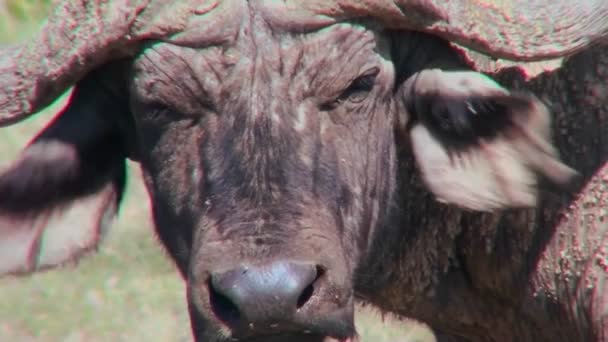 Angry Buffalo Face