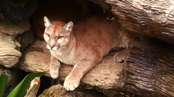 203 Puma Stock Videos, Royalty-free Puma Footage | Depositphotos®