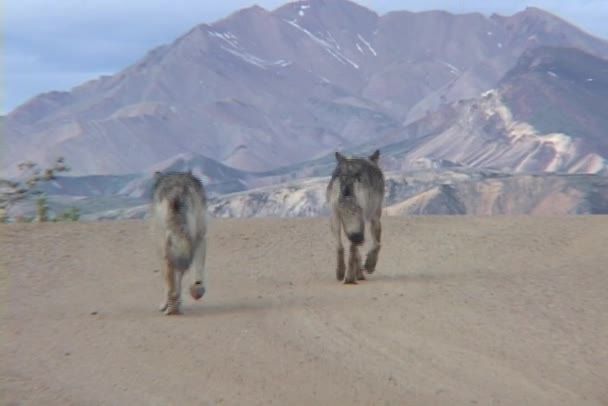 1,204 Wolves Videos, Royalty-free Stock Wolves Footage | Depositphotos