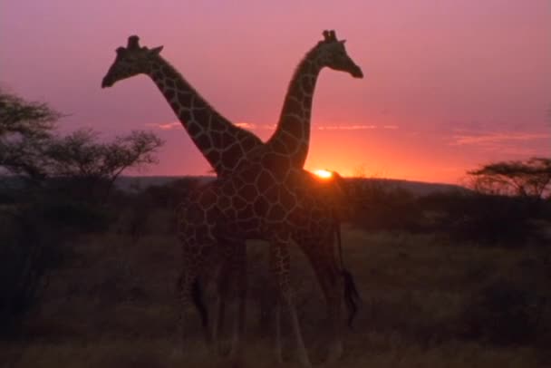 Vidéos pour Accouplement girafe, Accouplement girafe clips vidéo HD ...