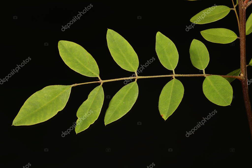 Desert False Indigo (Amorpha fruticosa). Primeros planos de la hoja 2022
