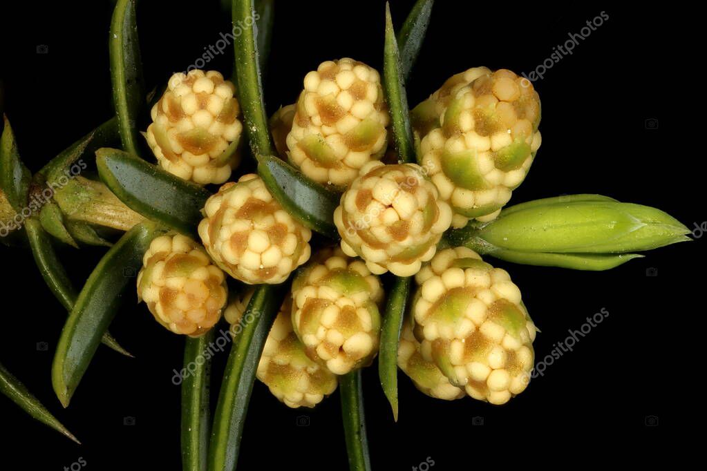 Common Juniper (Juniperus communis). Pollen Cones Closeup #435796518 ...