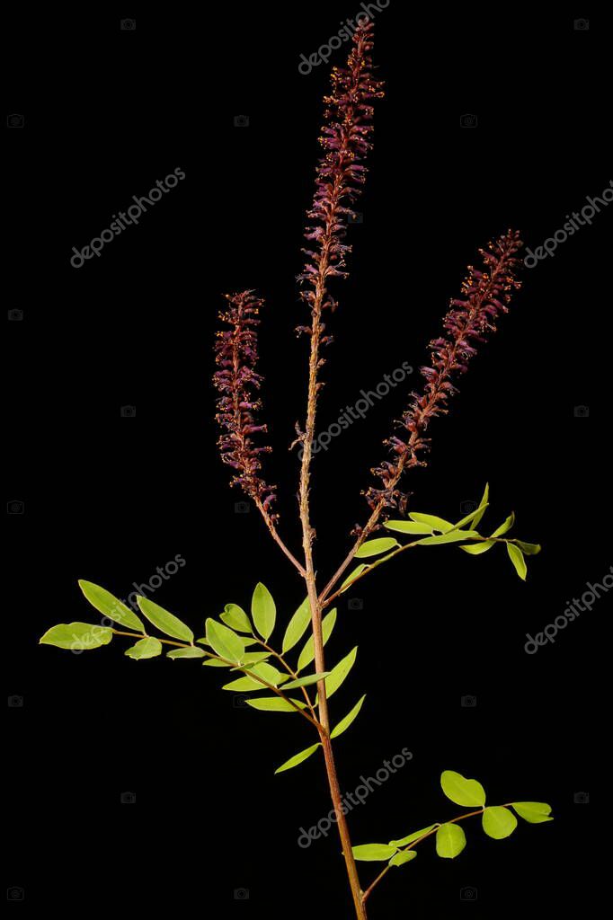 Desert False Indigo (Amorpha fruticosa). Inflorescencia Primer plano 2022