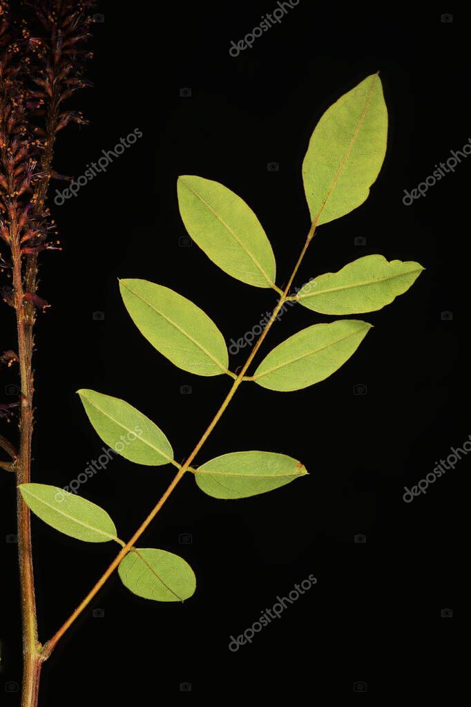Desert False Indigo (Amorpha fruticosa). Primeros planos de la hoja 2022