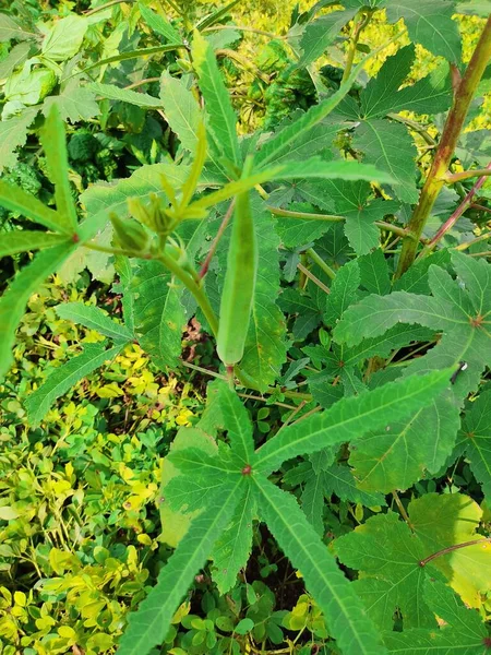 Joven okra verde en el árbol en el huerto, Okra planta que crece en el ...