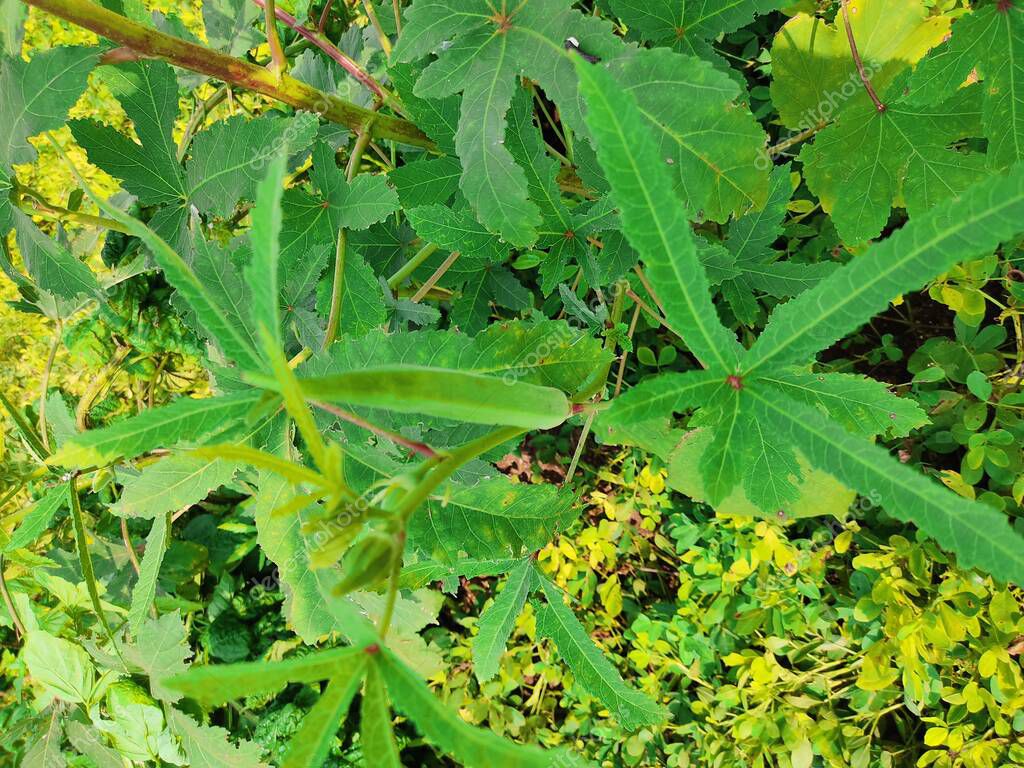 Joven okra verde en el árbol en el huerto, Okra planta que crece en el ...