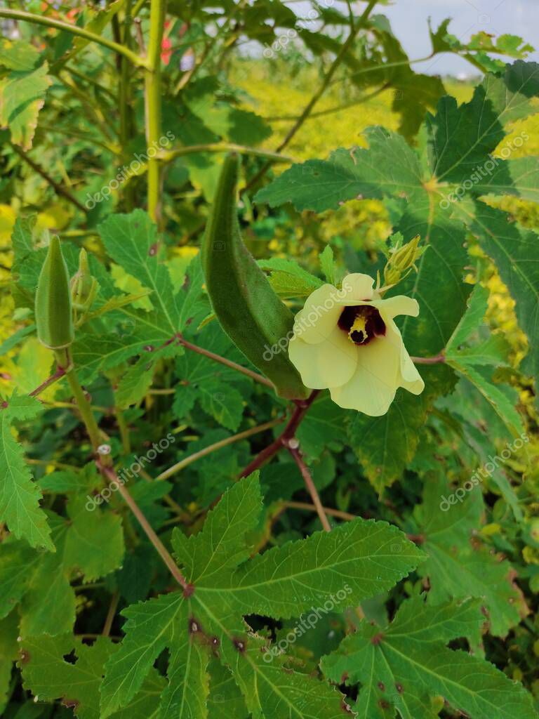 Joven okra verde en el árbol en el huerto, Okra planta que crece en el ...