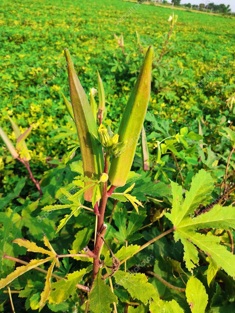 Joven okra verde en el árbol en el huerto, Okra planta que crece en el ...