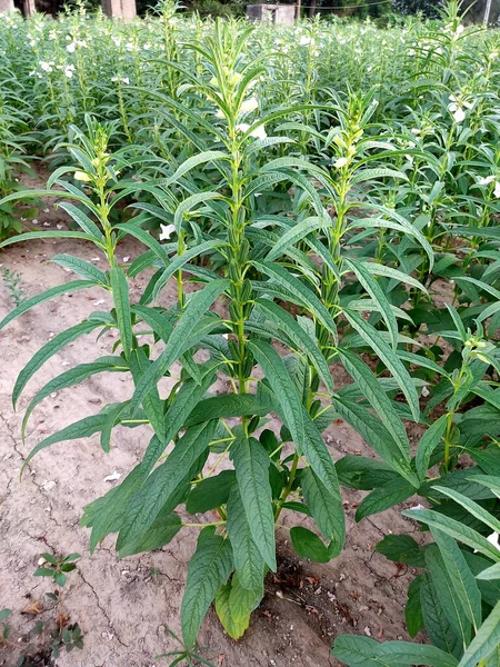 Sesame seed plant Stock Photos, Royalty Free Sesame seed plant Images ...
