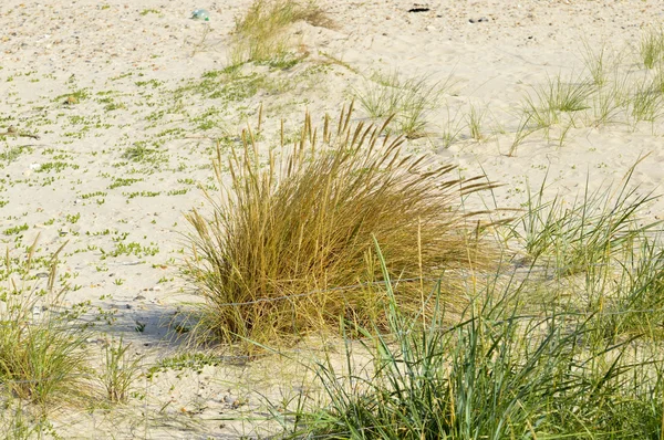 Bumpy grass ⬇ Stock Photo, Image by © jccdalmeida #6550438