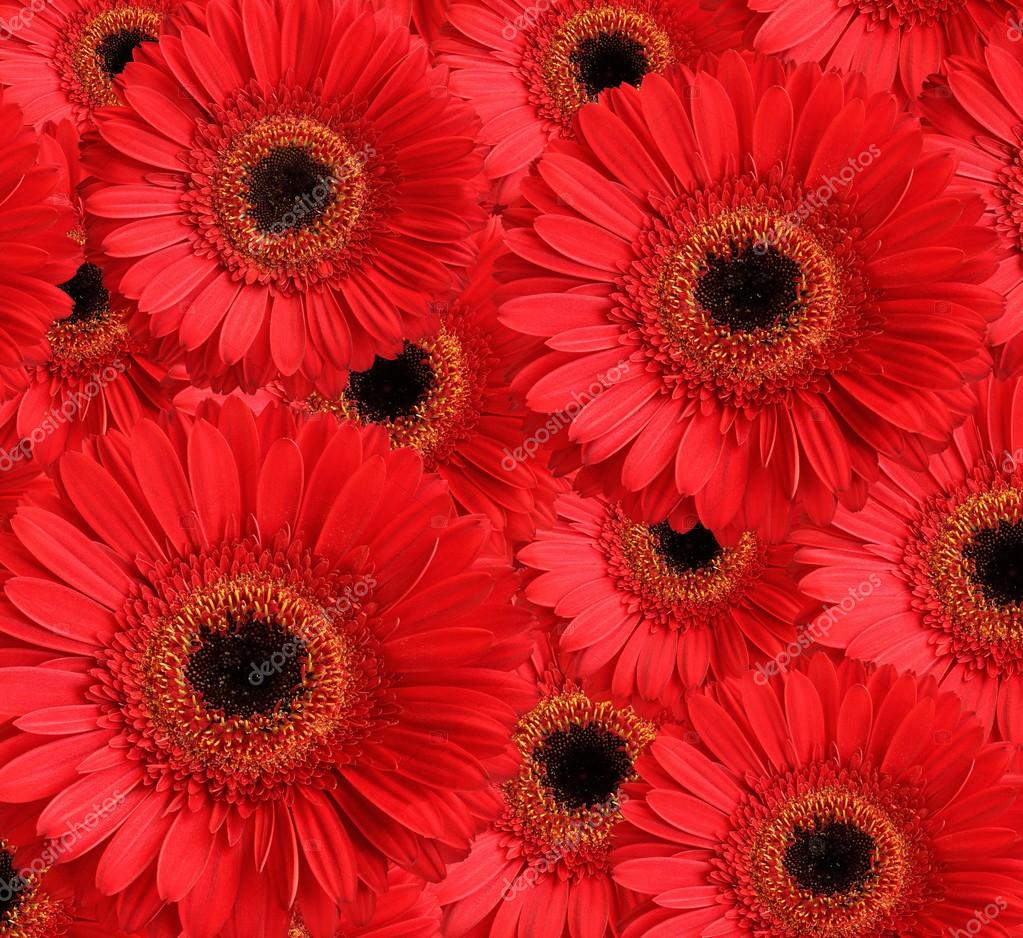 Gerberas rojas fondo de flores: fotografía de stock © M_photographer ...