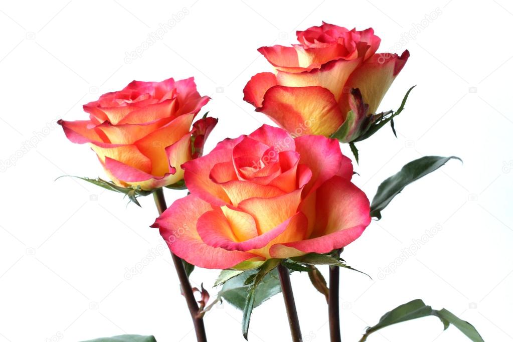 White Roses With Red Edges