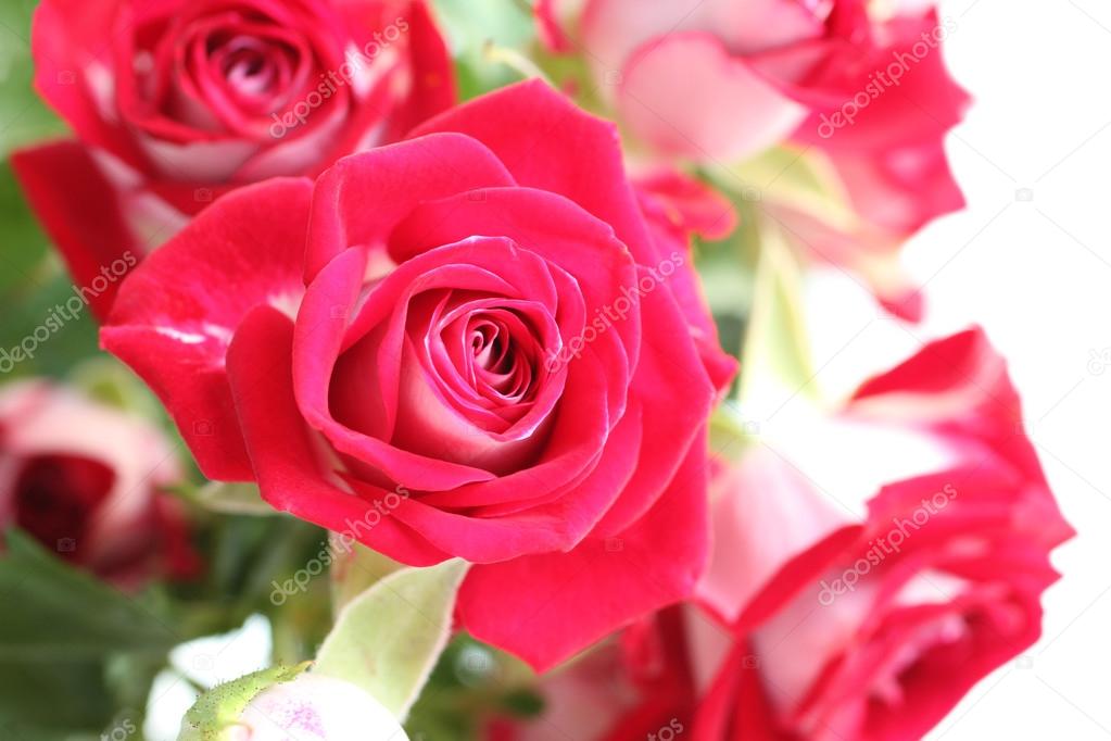 Bouquet of small red roses isolated on white background Stock Photo by ...