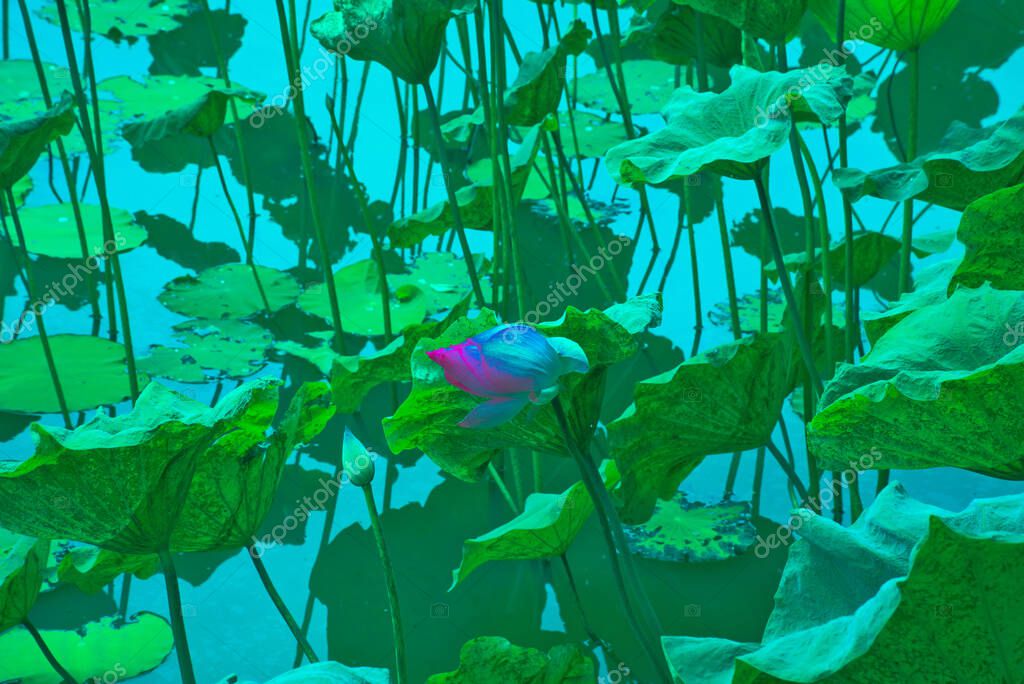 Las hermosas flores de loto azul en el jardín y las hojas verdes ...