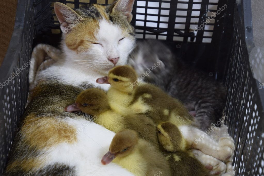 Ducklings And Kittens