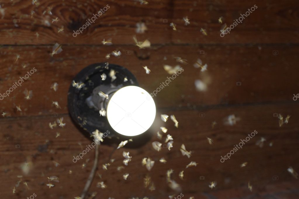 Night Insects Bulb Attraction Insects Light — Stock Photo © Leonid ...