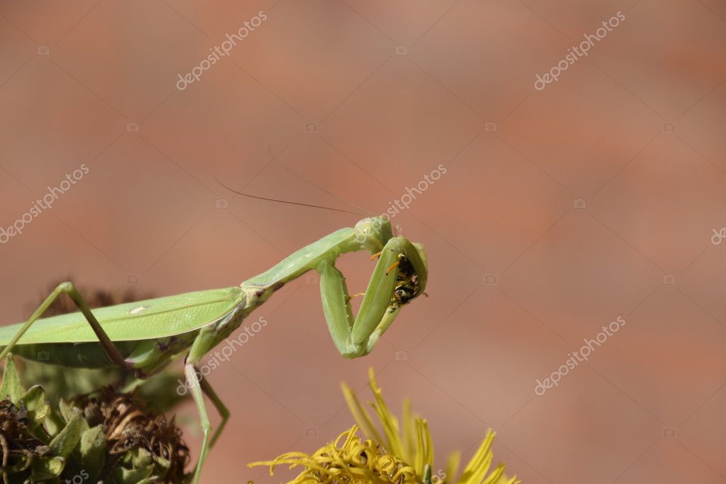 Female Praying Mantis Devouring Wasp Female Mantis Religios Predatory ...