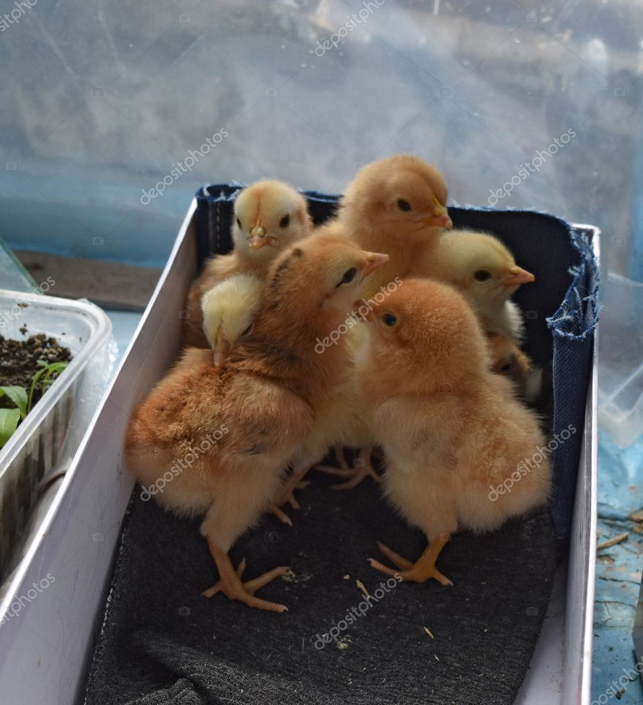 Little Chickens Poultry Individual Hen House — Stock Photo © Leonid ...
