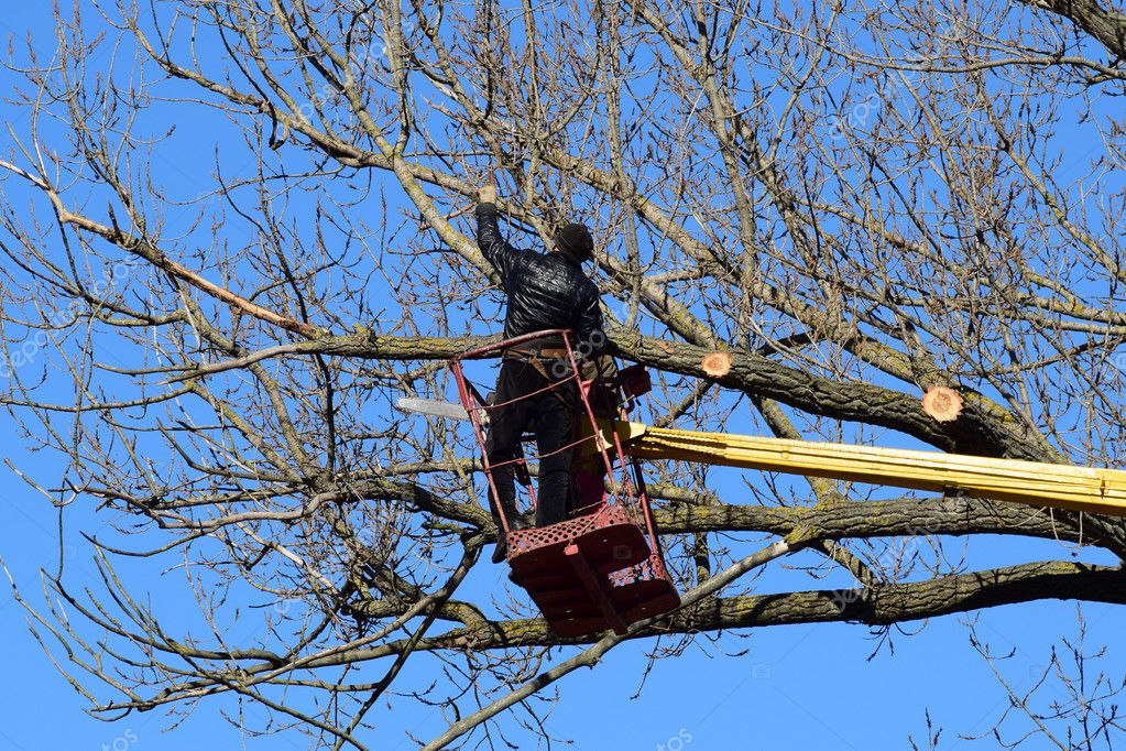 Pruning Trees Using Lift Arm Chainsaw Cutting Unnecessary Branches Tree ...