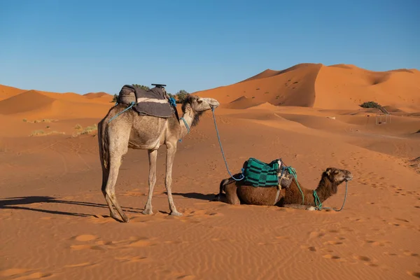 Camel transport Stock Photos, Royalty Free Camel transport Images ...