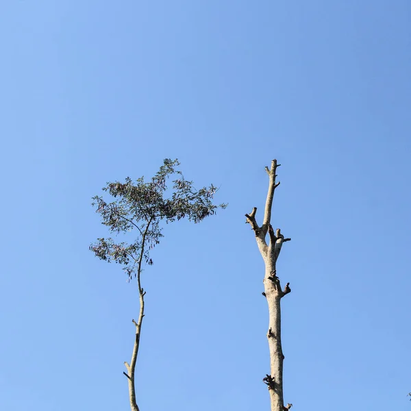 Two trees together Stock Photos, Royalty Free Two trees together Images ...