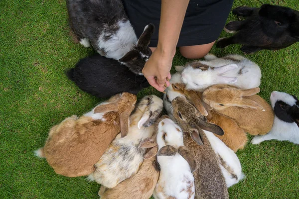 Feeding rabbits Stock Photos & Royalty-Free Images | Depositphotos