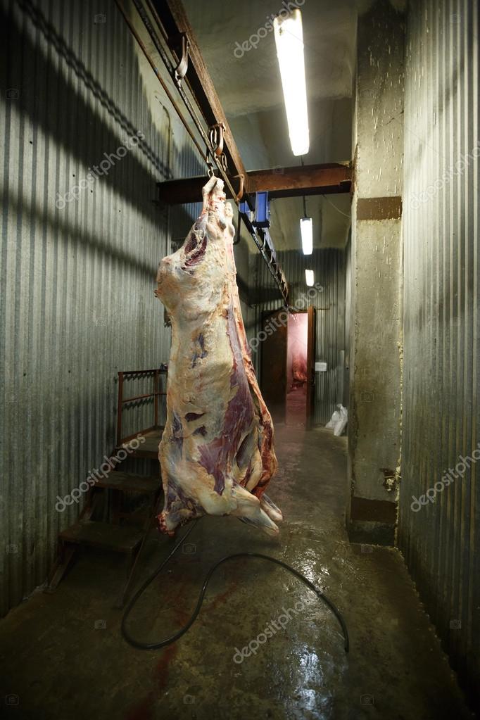 vacas del matadero, colgando de ganchos en la mitad fría de las vacas 2025