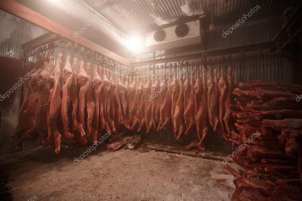 Slaughterhouse cows, hanging on hooks in the cold half of cows — Stock ...