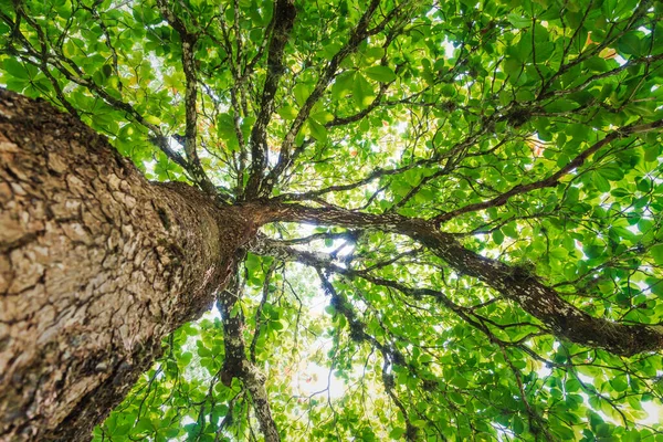 Arbol mexicano Stock Photos, Royalty Free Arbol mexicano Images ...