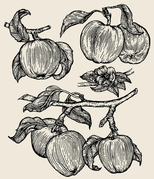 Apple engraving Vector Art Stock Images | Depositphotos