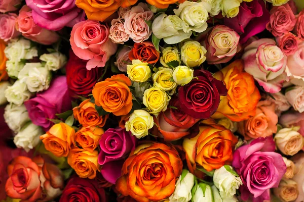 Colorful roses background — Stock Photo © Photocreo #10668818