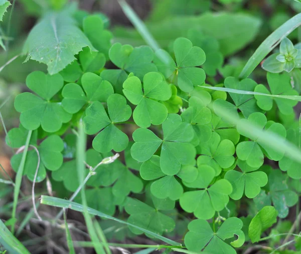 Australian clover Stock Photos, Royalty Free Australian clover Images ...