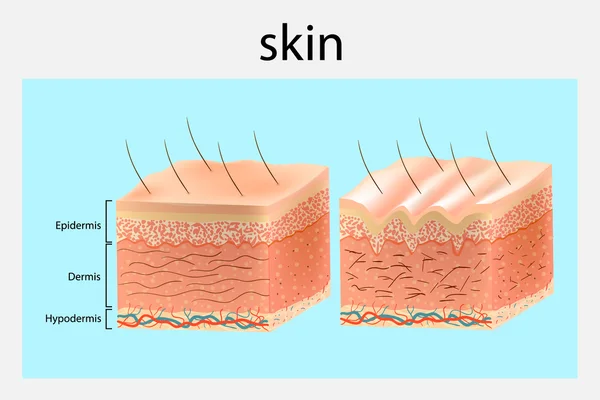 Skin Diagram For Kids