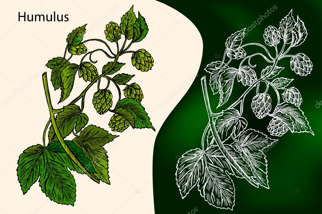 Humulus. Common hop (Humulus Lupulus). Vector illustration. Hand drawn ...