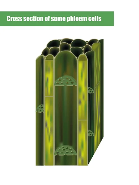 Phloem Vector Art Stock Images | Depositphotos