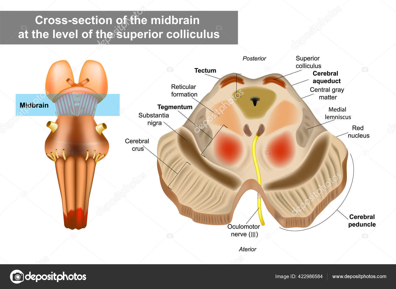 Midbrain Mesencephalon Anatomy Illustration Cross Section Midbrain Level Superior Colliculus ...