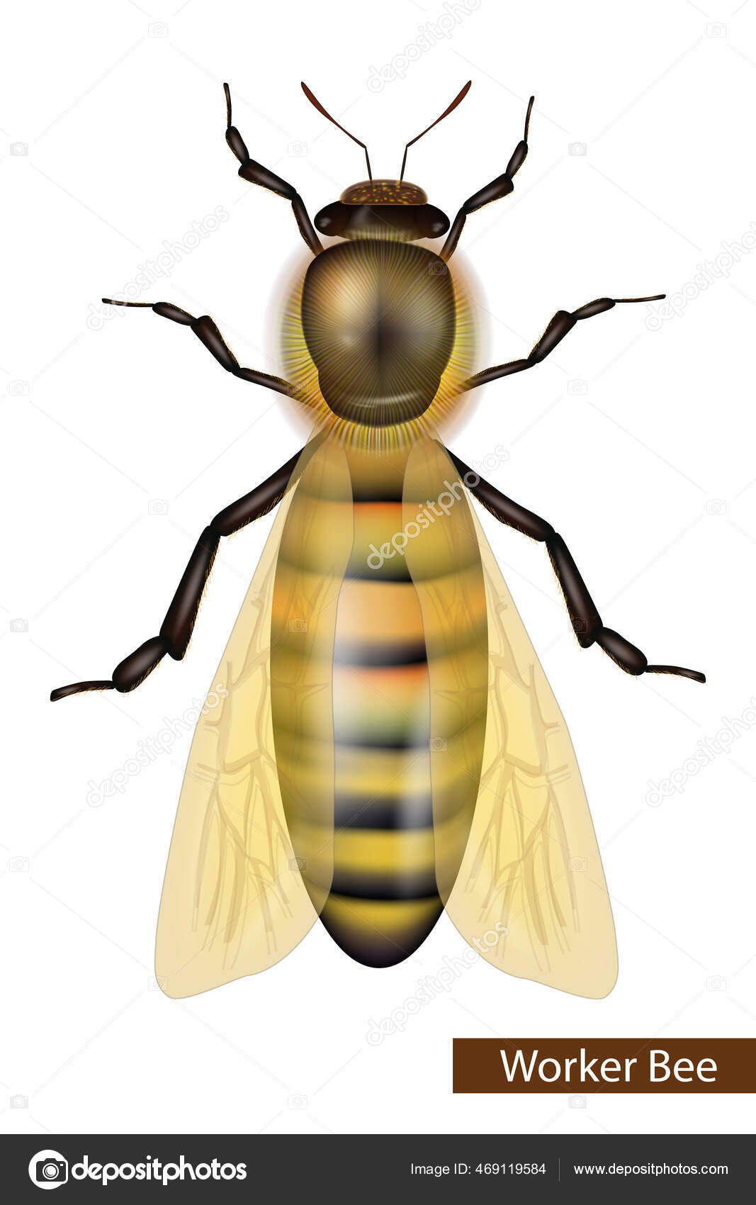 Queen Bee Worker Bee Drone Bee | ppgbbe.intranet.biologia.ufrj.br