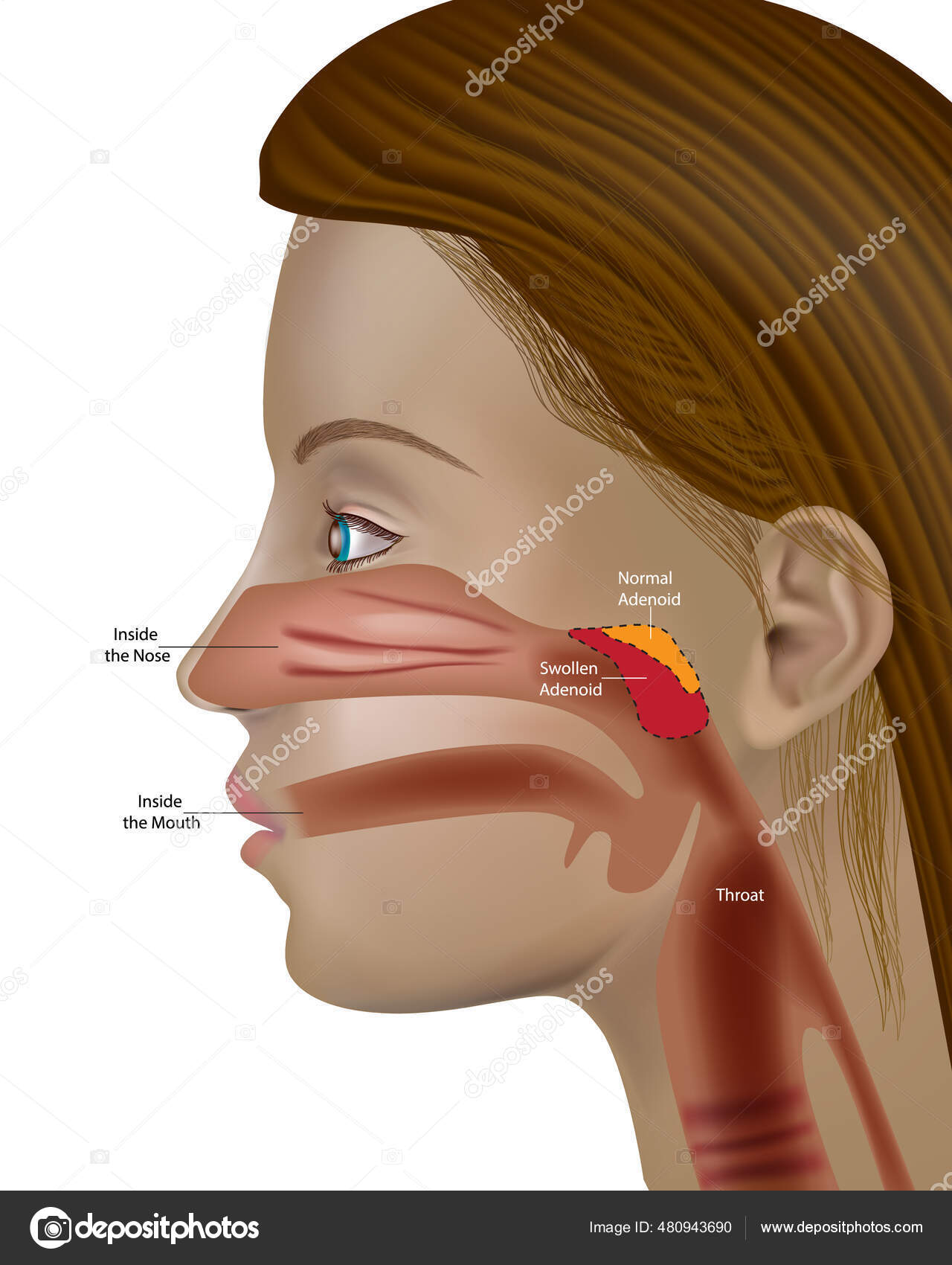 Adenoid Anatomy Tonsil And Adenoid Anatomy: Overview, Gross Anatomy,