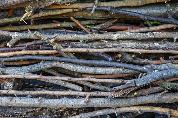 Tree sticks Stock Photos, Royalty Free Tree sticks Images | Depositphotos