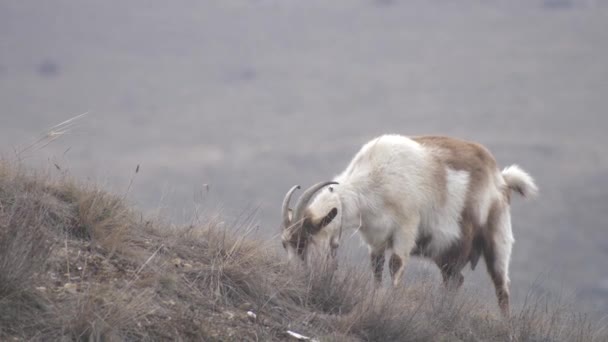 5,840 Domestic goat Videos, Royalty-free Stock Domestic goat Footage ...