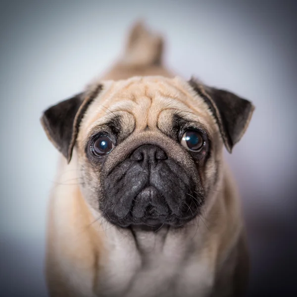 Funny pug — Stock Photo © valik1990valik@mail.ru #65986921